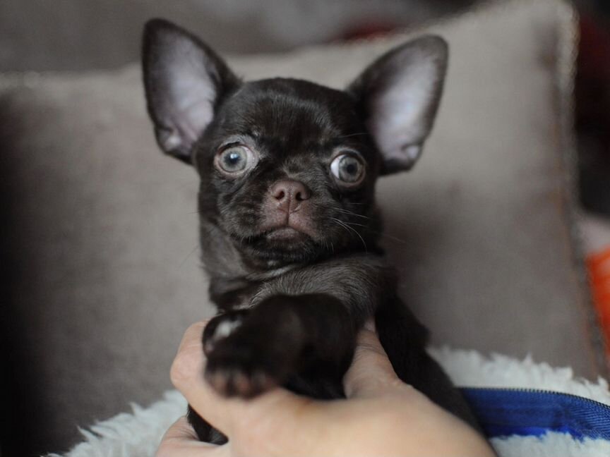 Щенки чихуахуа