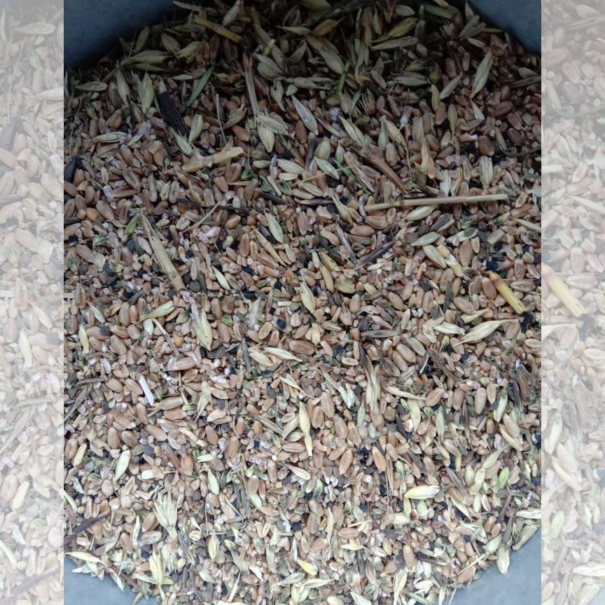 Зерноотходы пшеничные