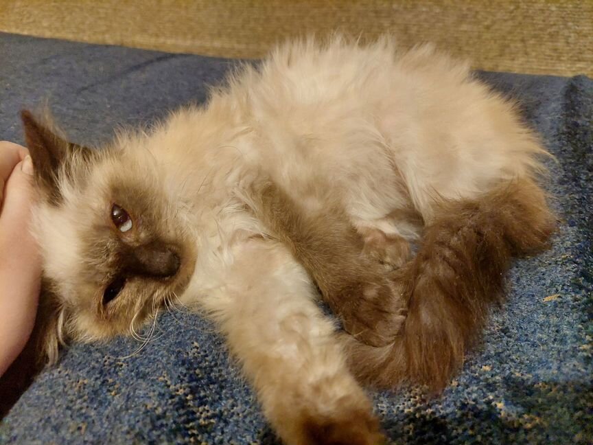 Котик ищет дом