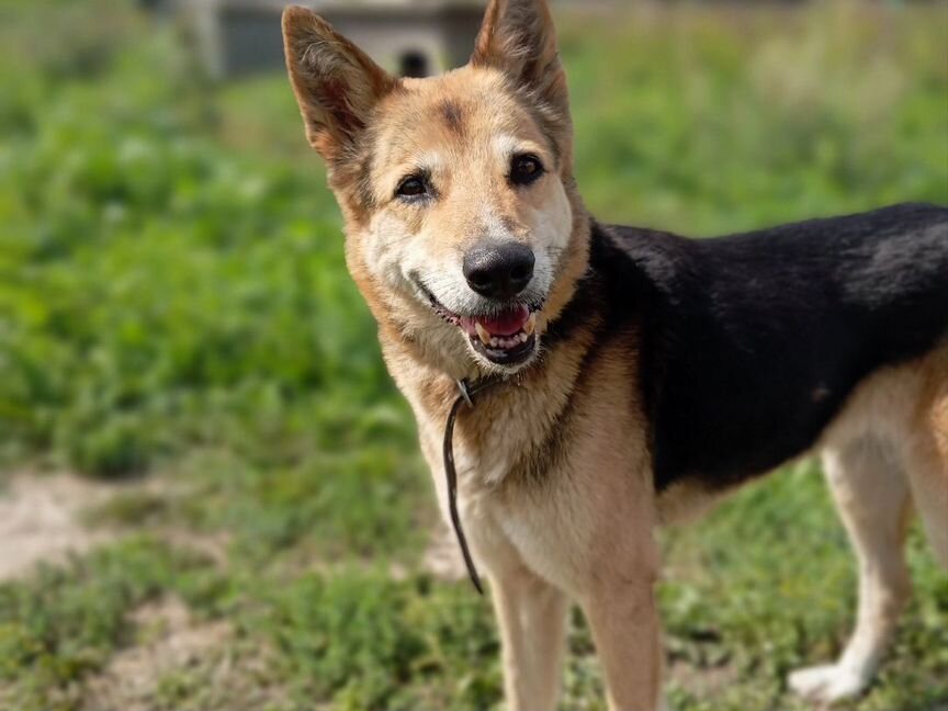 Найда ищет любящую семью