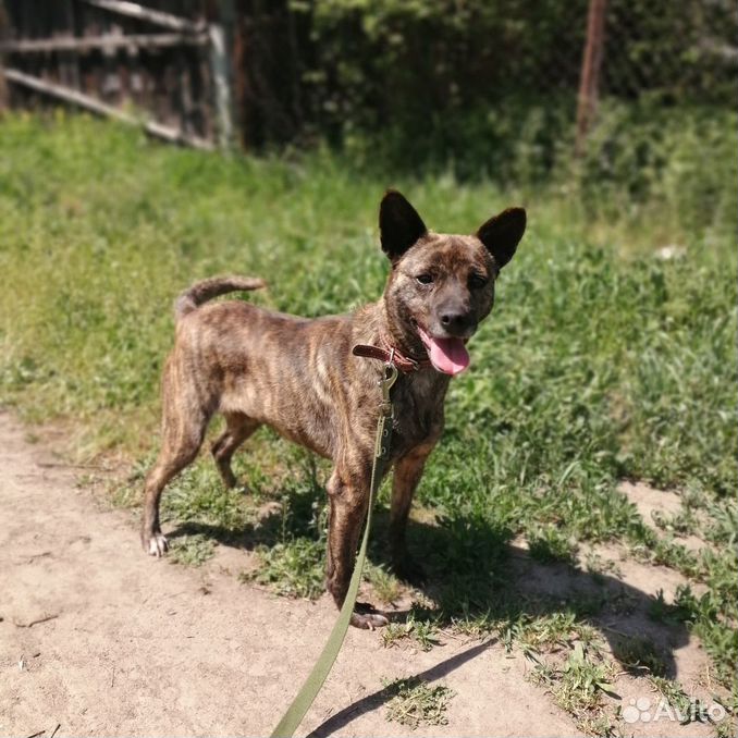 Потрясающая собака в добрые руки