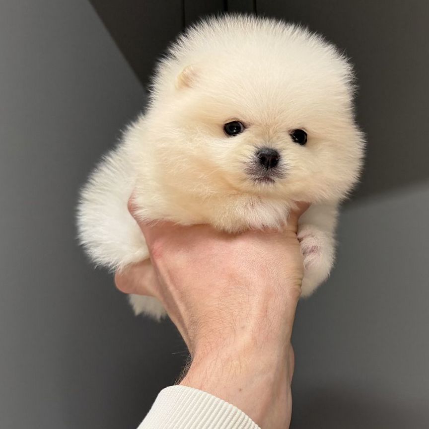 Померанский шпиц, щенок