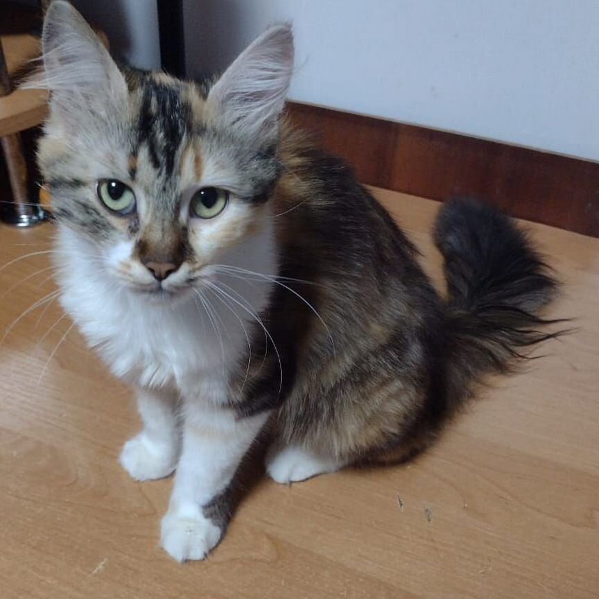 Кошечка ищет дом
