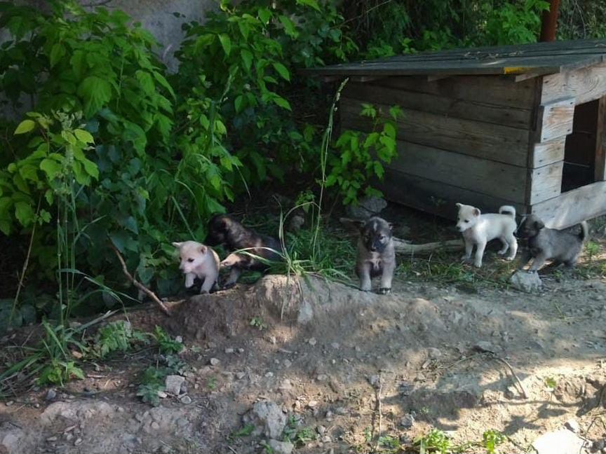 Спасите щенков