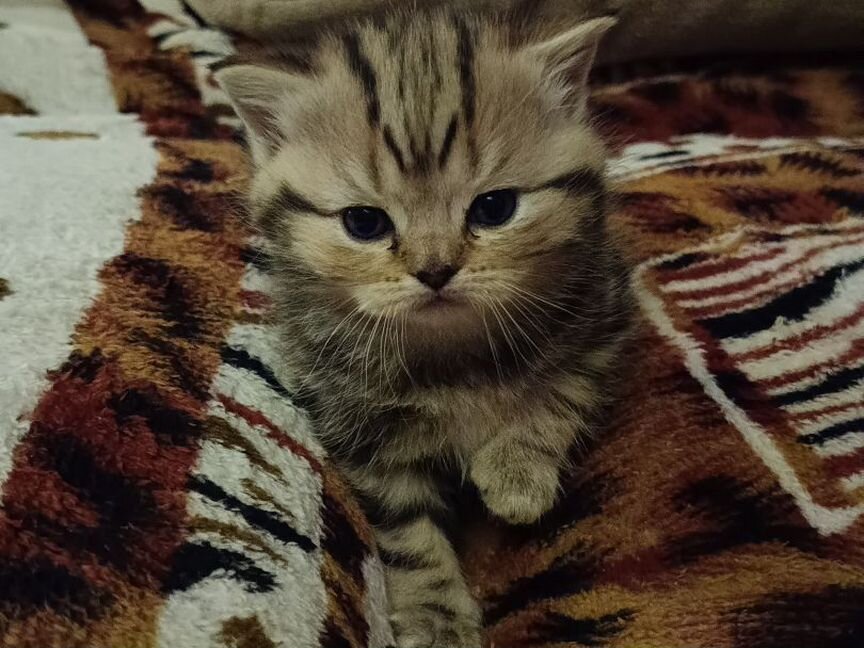 Шотландские котята