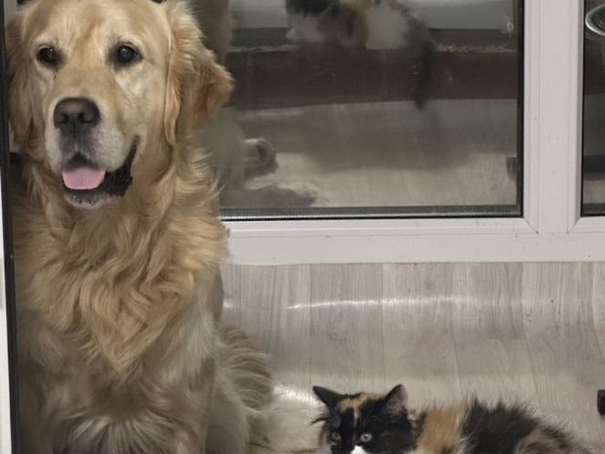 Золотистый ретривер