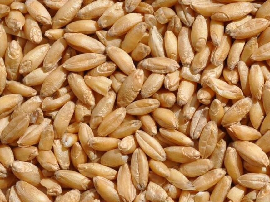 Пшеница, овёс