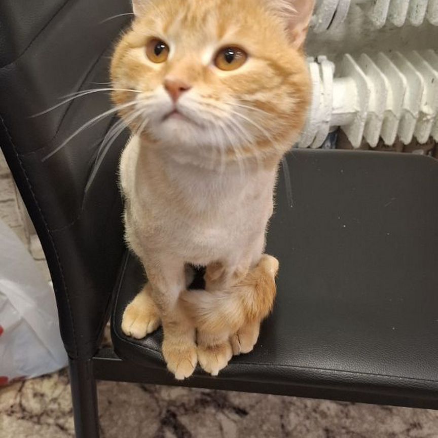 Взрослый кот в добрые руки