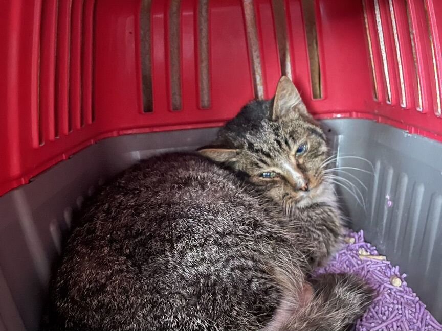 Кошечка в добрые руки
