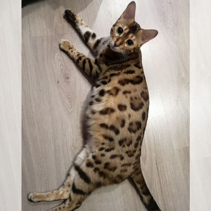 Бенгальская кошка в добрые руки