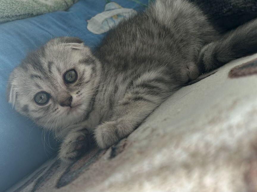Шотландсике котята