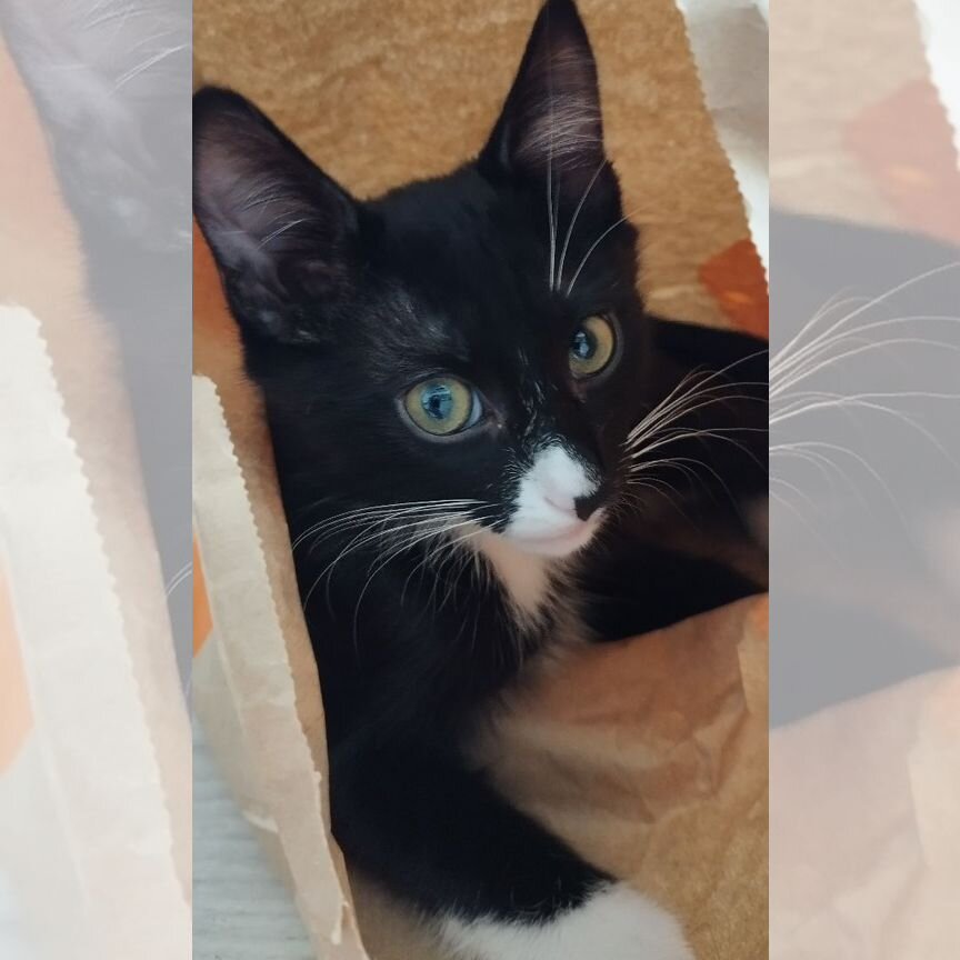 Котенок бесплатно