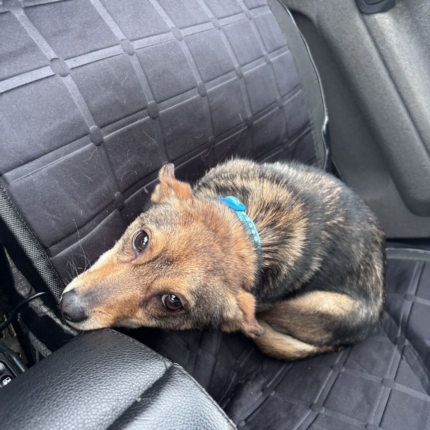 Взрослый пёс в добрые руки