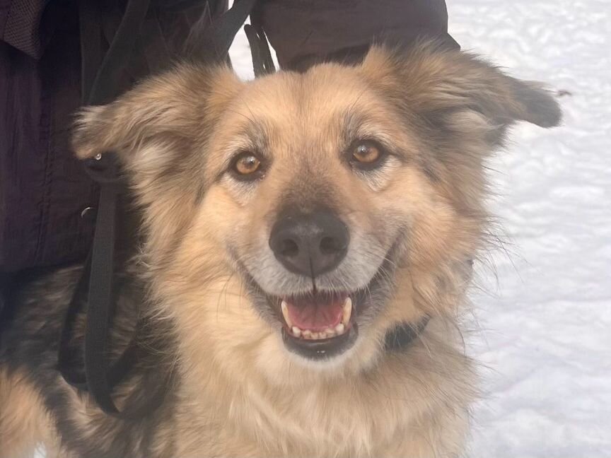 Красавица Мята из приюта ищет дом