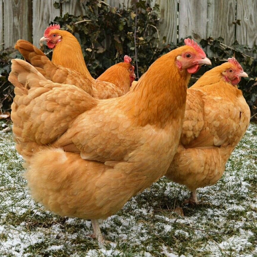 Сдаю курицу в аренду