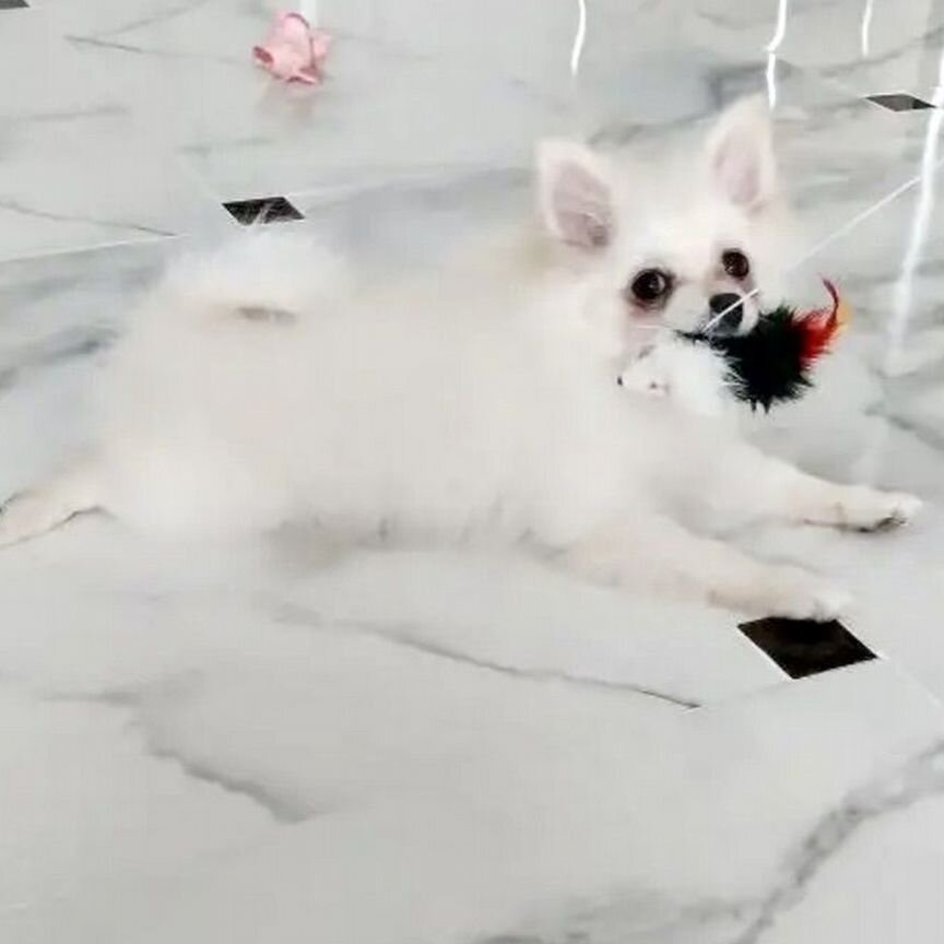 Померанский шпиц, щенок