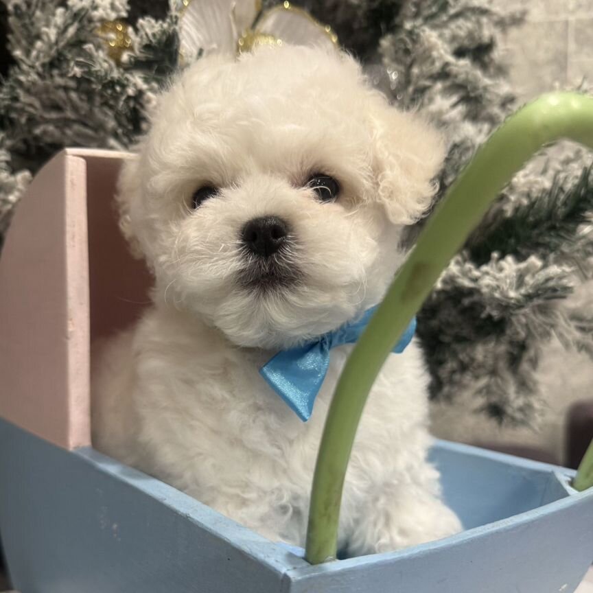 Бишон фризе, щенок