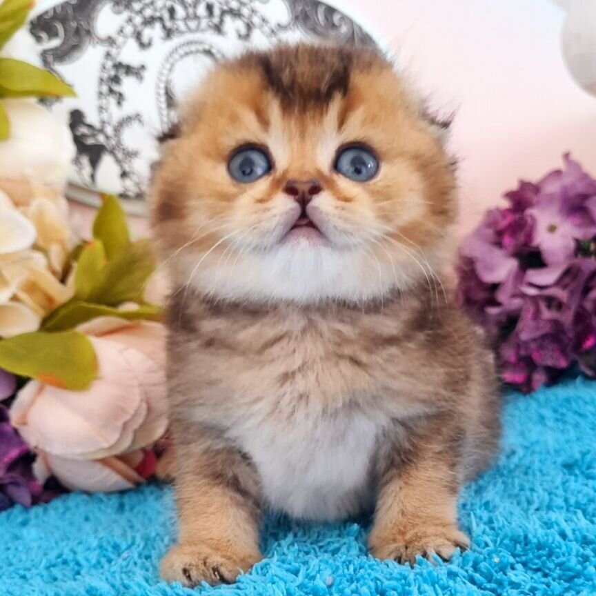 Шотландский вислоухий котик с документами