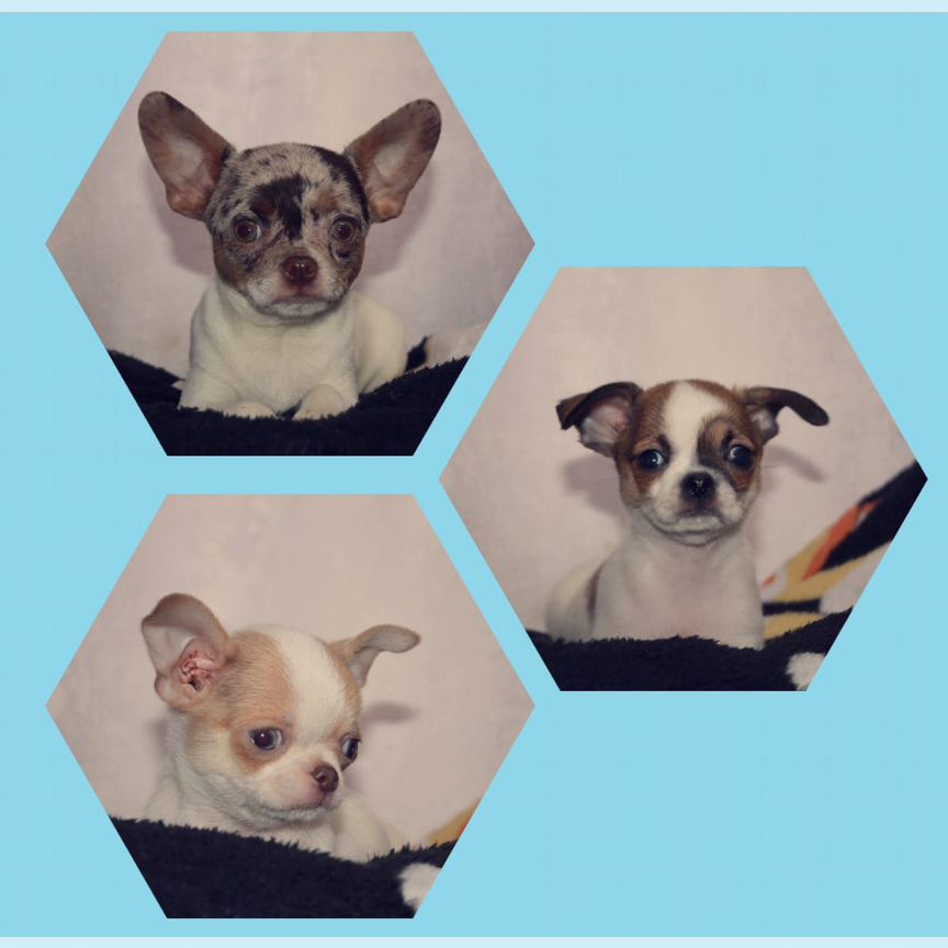 Чихуахуа, щенок