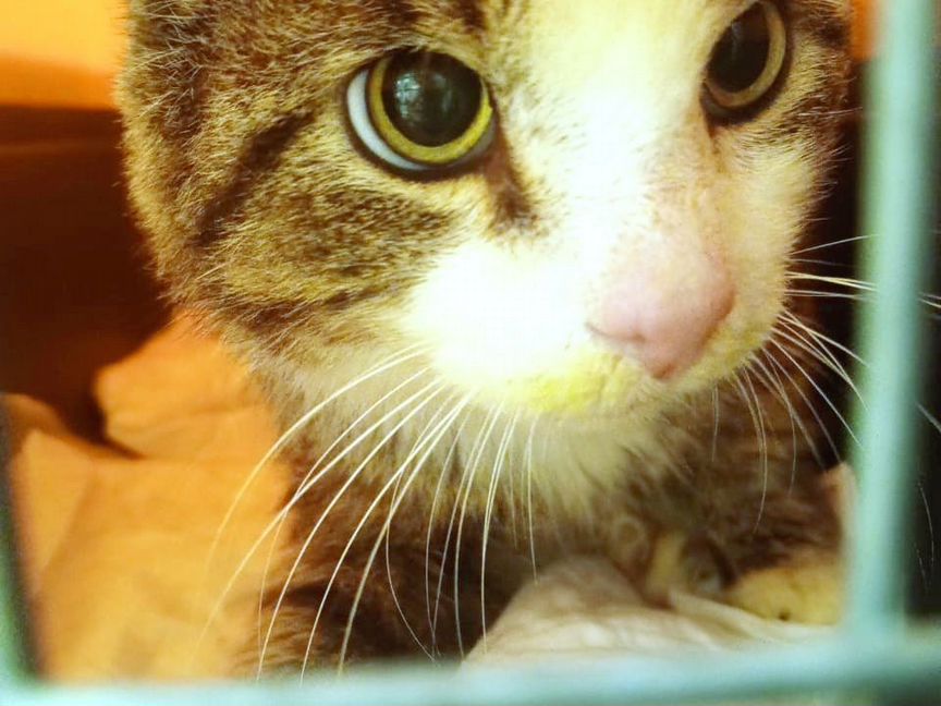 Котик пережил много мучений. Ищет дом