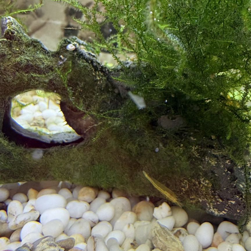 Аквариумные креветки желтый неон