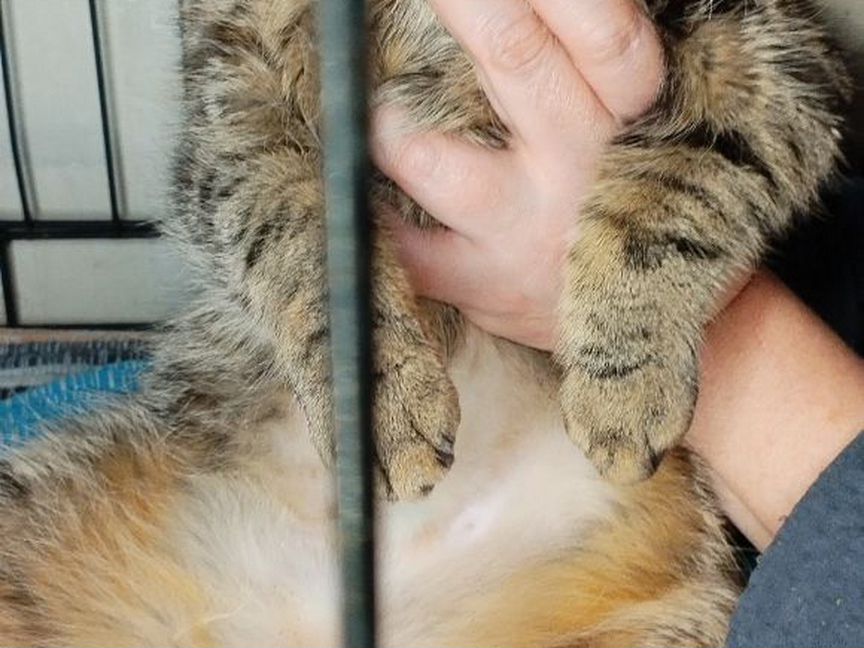 Котенок шпротик с рыжиной