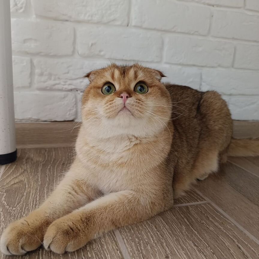 Шотландские золотые котята