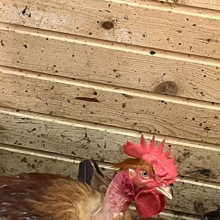 Петух бройлерный