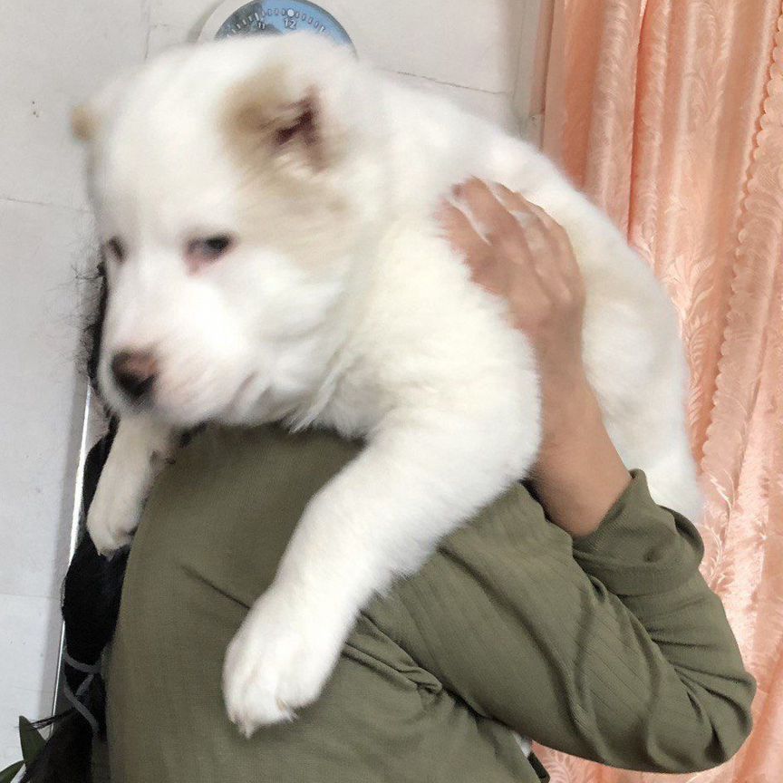 Среднеазиатская овчарка, щенок