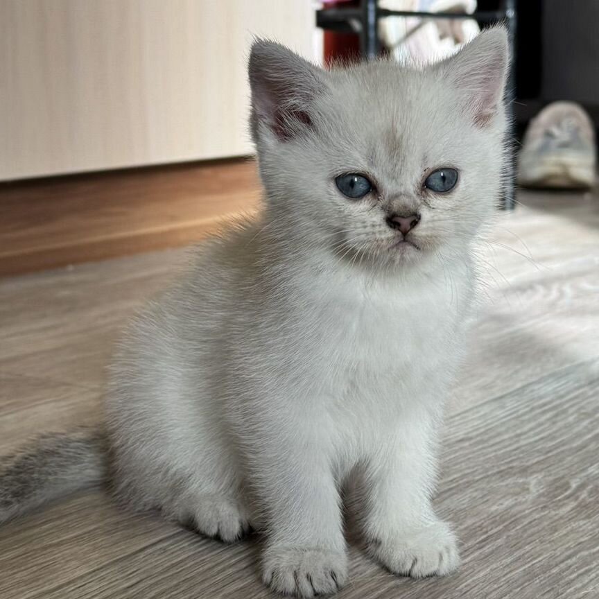 Шотландский прямоухий короткошёрстный котёнок