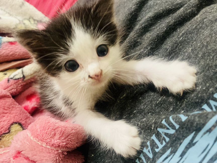 Котики бесплатно в добрые руки