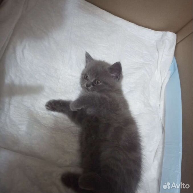 Шотландские котята, кошечки