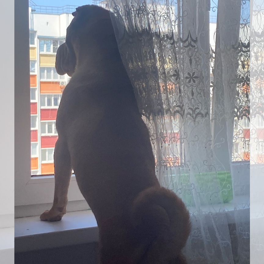Шарпей вязка