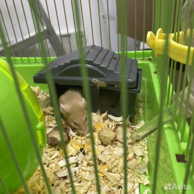 Домашние животные крысы