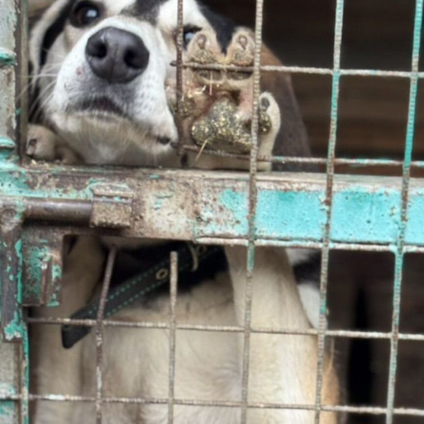 Австрийская гончая, взрослая собака