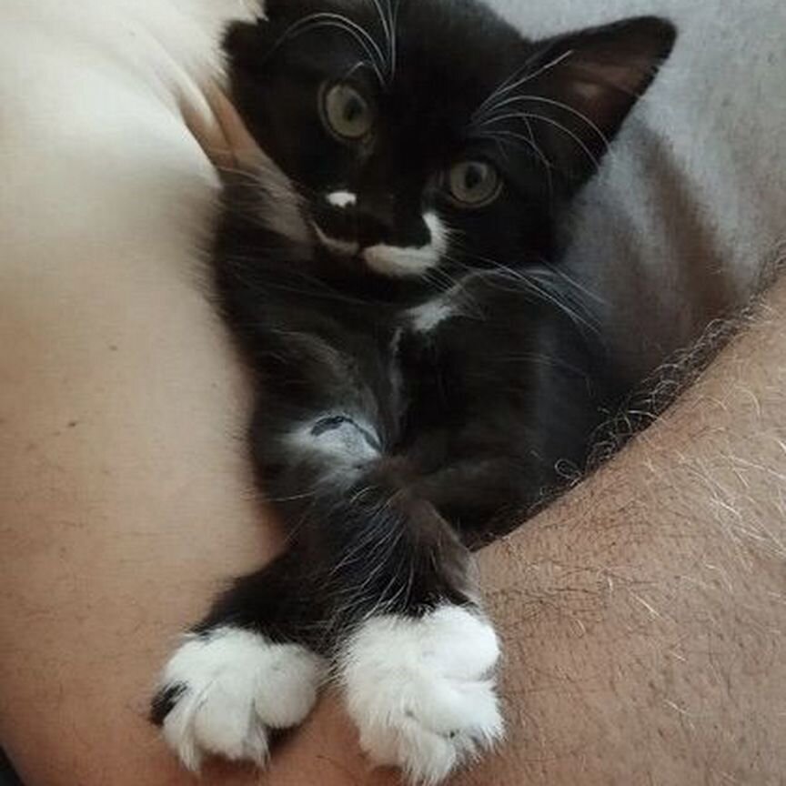 Кошечка в добрые руки