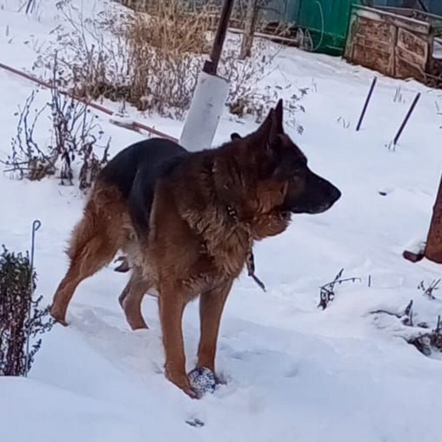 Отдам в хорошие руки немецкую овчарку. Мальчик пор