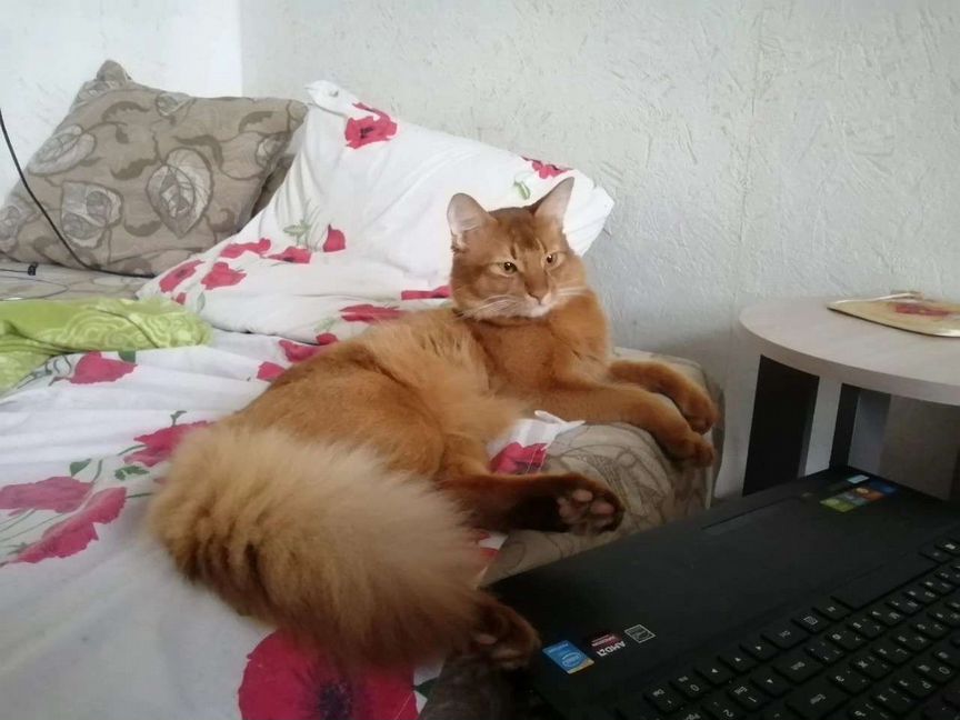 Сомалийский кoт на вязку