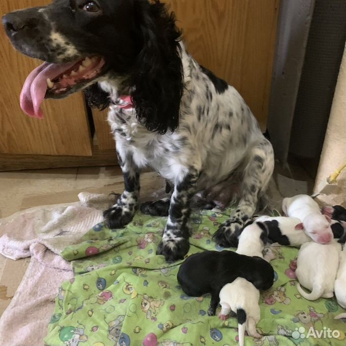 Собаки щенки бесплатно