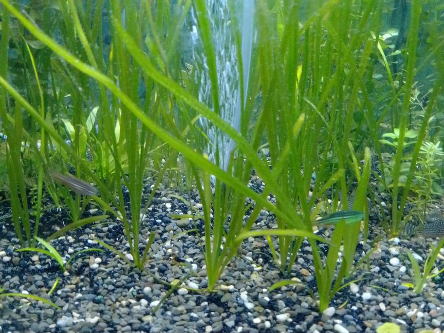 Аквариумные растения бесплатно или обмен на рыбок