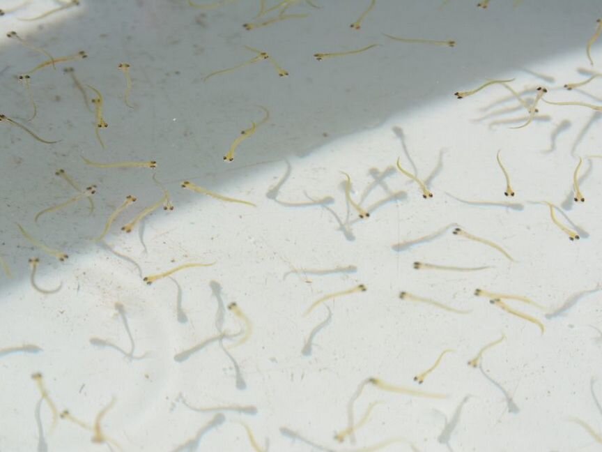 Личинка пеляди (сырка) 2025