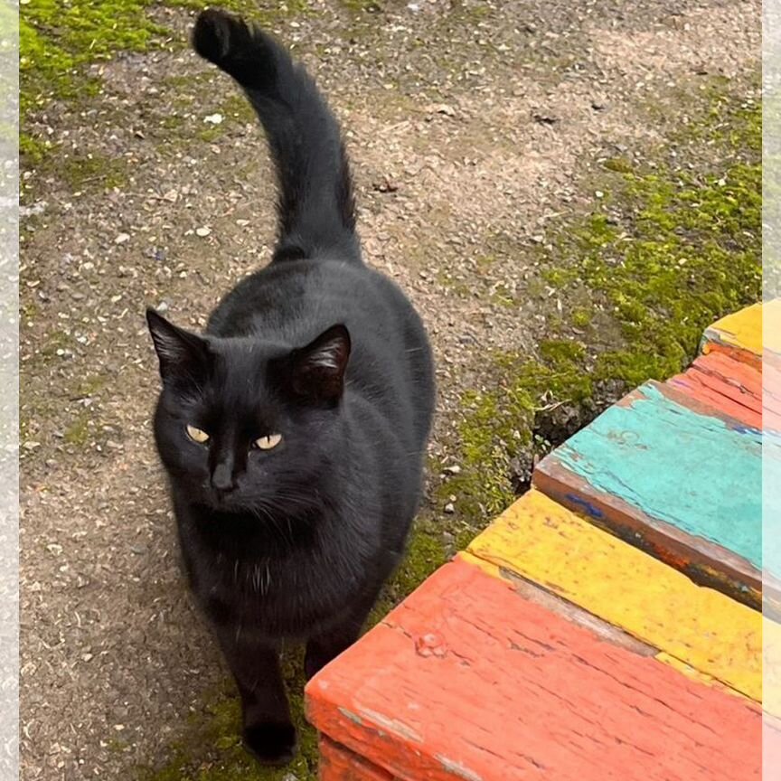 Молодая пантера желает быть вашей бесплатно