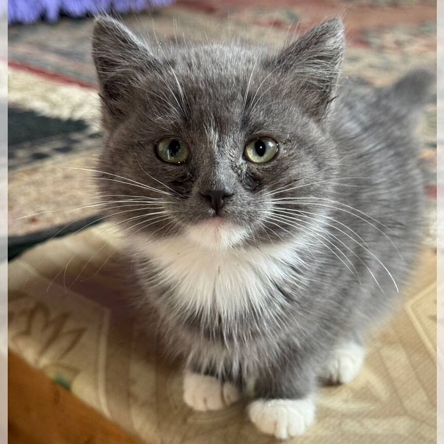 Котёнок в добрые руки