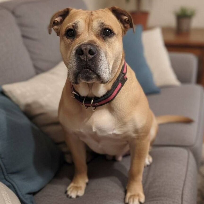 Ка-де-бо, взрослая собака