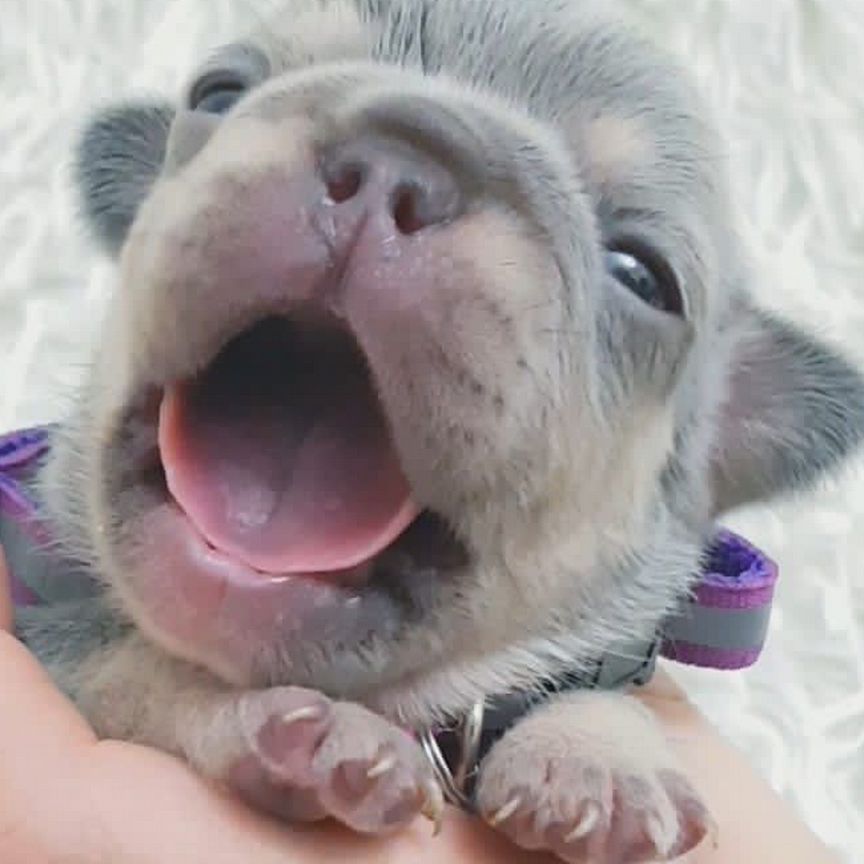 Девочка лиловая с подпалом