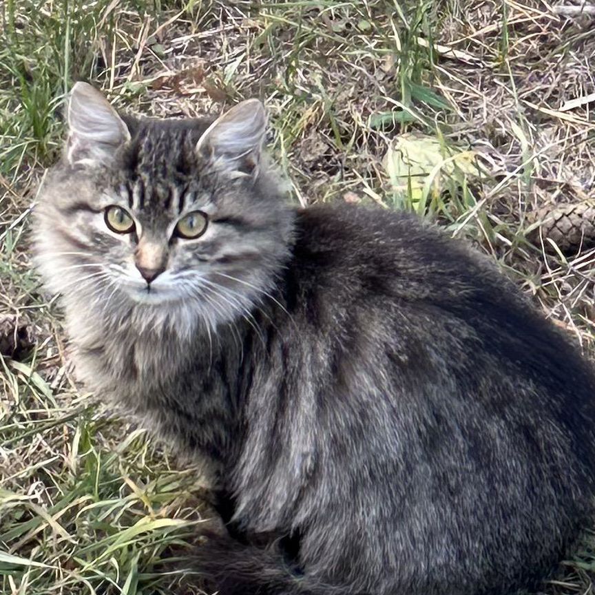 Котята бесплатно