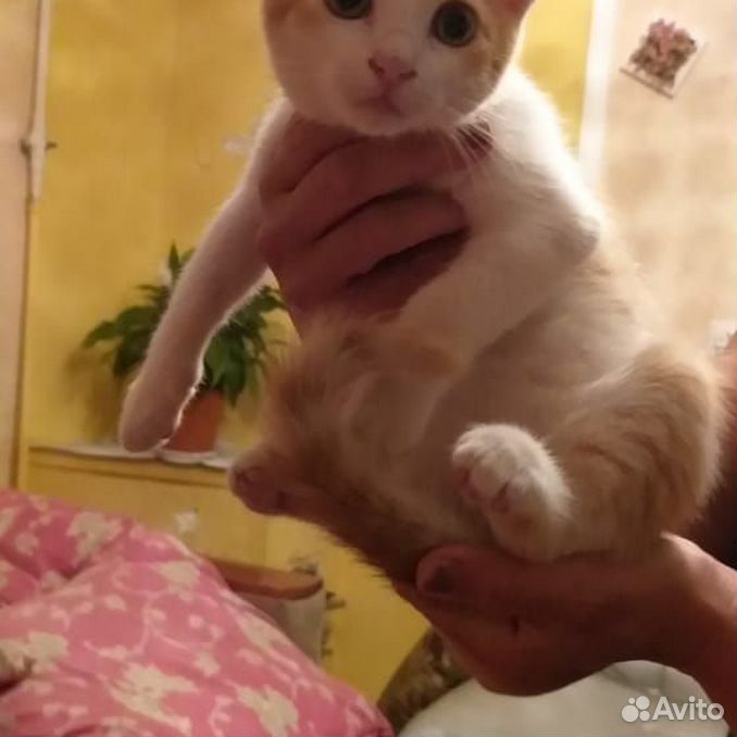 Чья кошечка