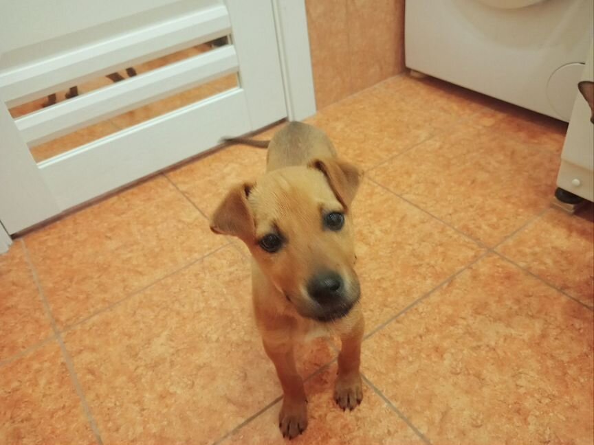 Щенок в добрые руки бесплатно