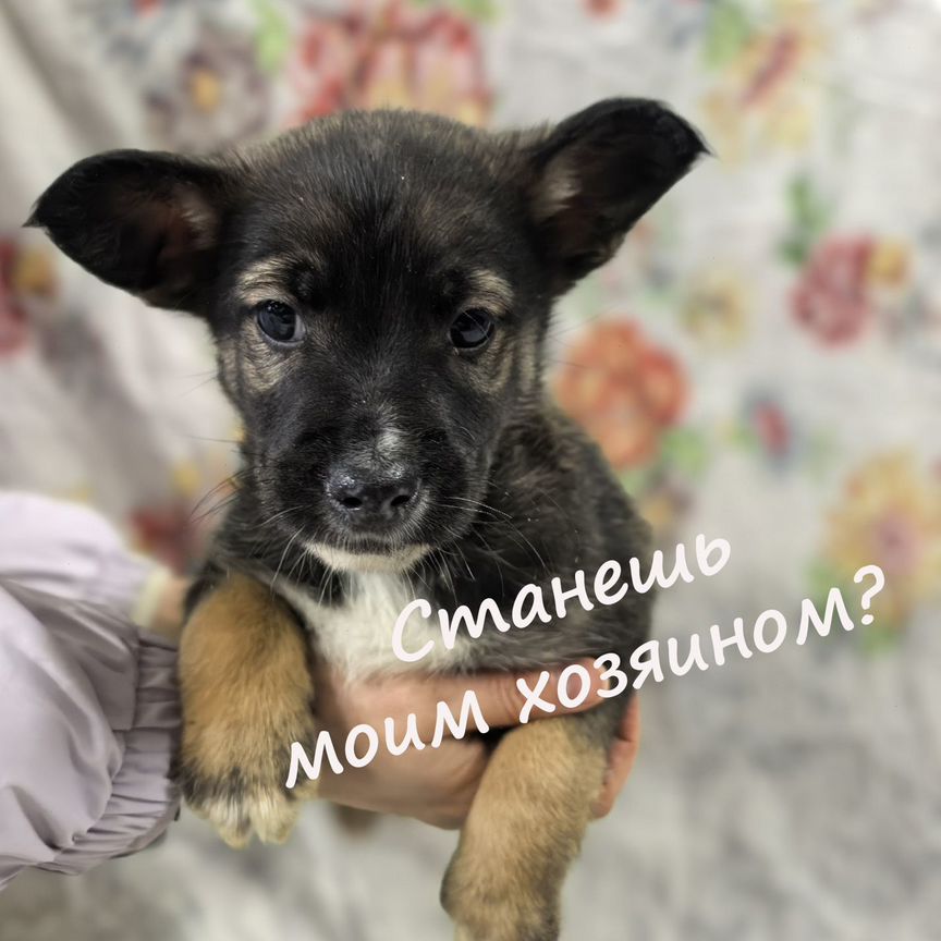 Щенок в добрые руки