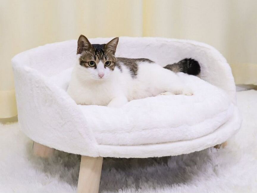 Лежанка диван для кошек и собак